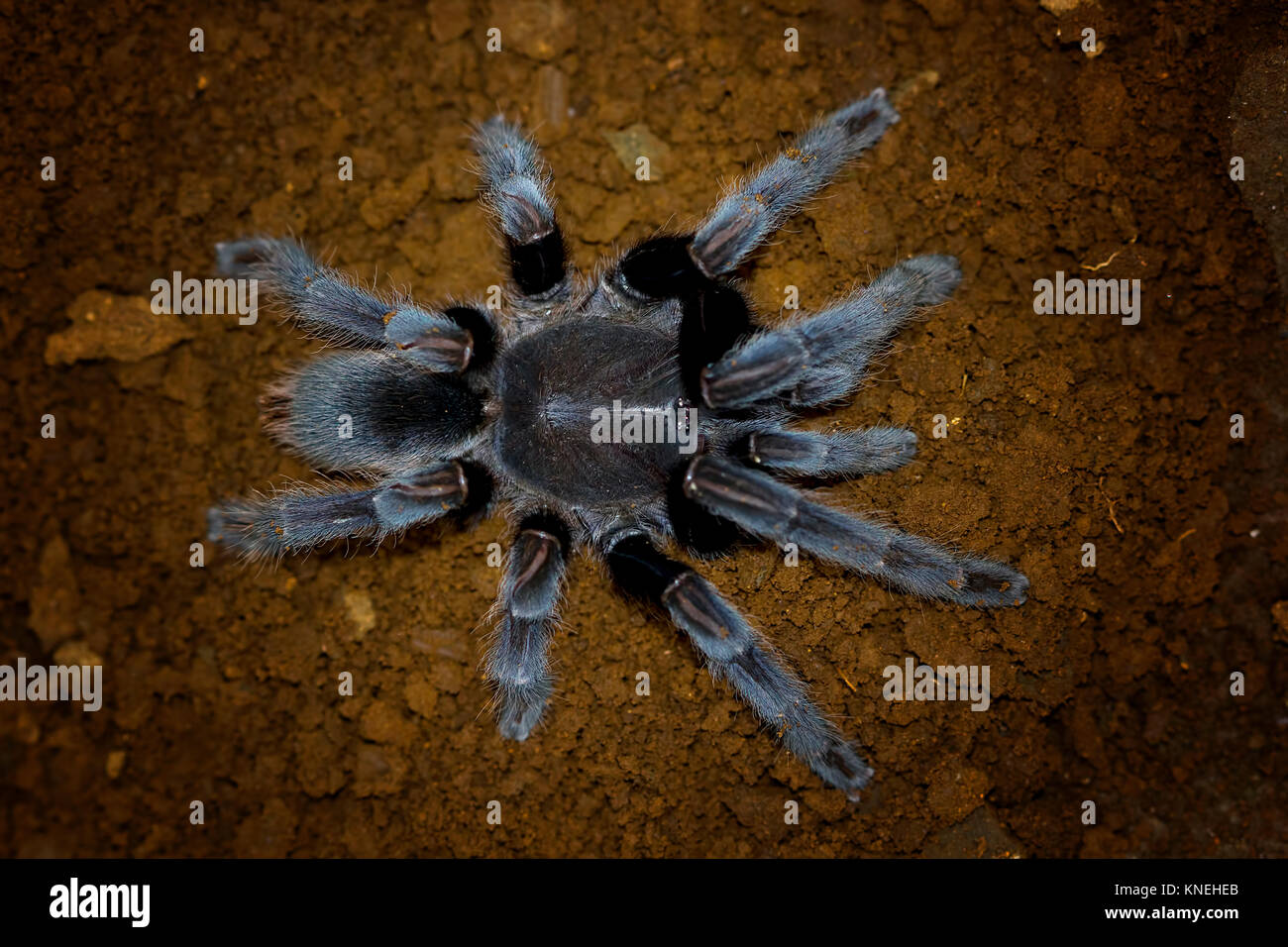 Close up tarantula spider hi-res stock photography and images - Alamy