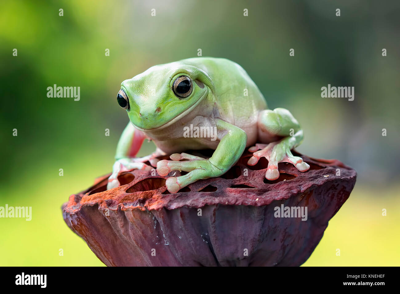 Dumpy tree frog sitting on a plant, Indonesia Stock Photo - Alamy