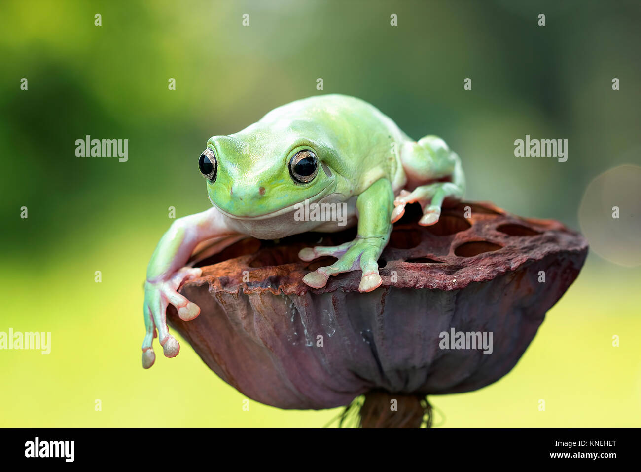 Dumpy tree frog sitting on a plant, Indonesia Stock Photo - Alamy
