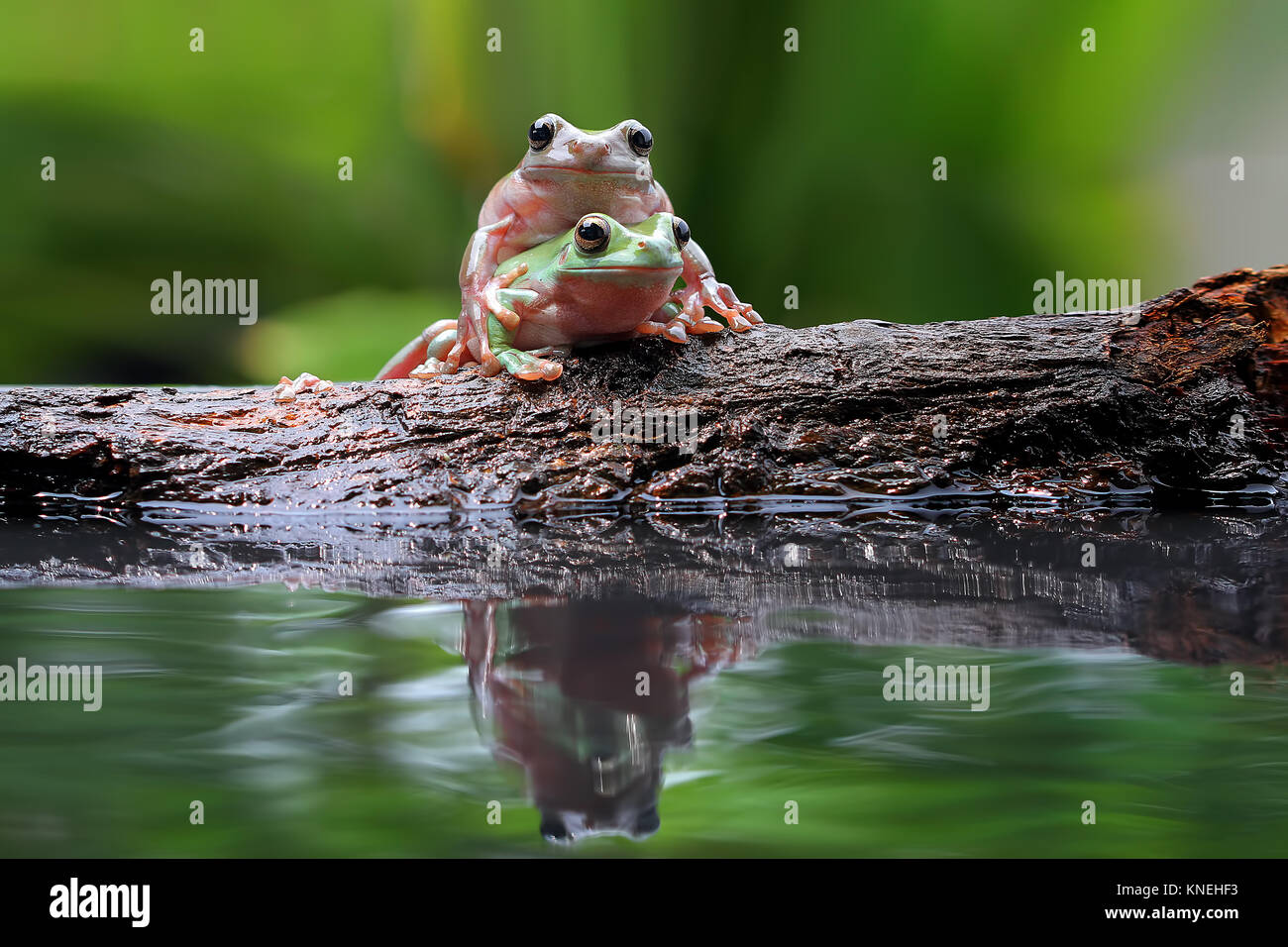 Tree frog water hi-res stock photography and images - Alamy