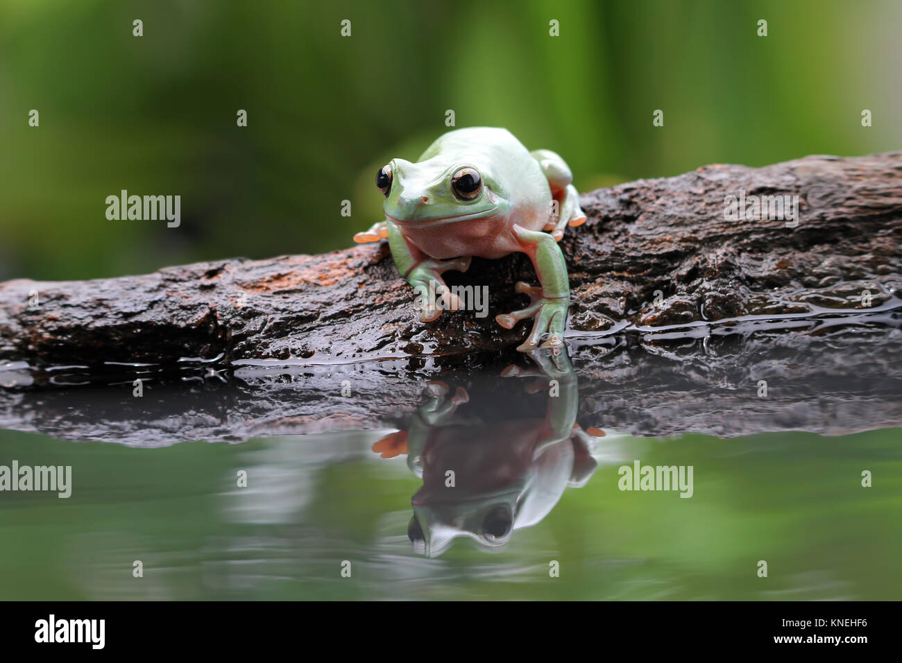 Dumpy tree frog sitting on a rock Stock Photo - Alamy