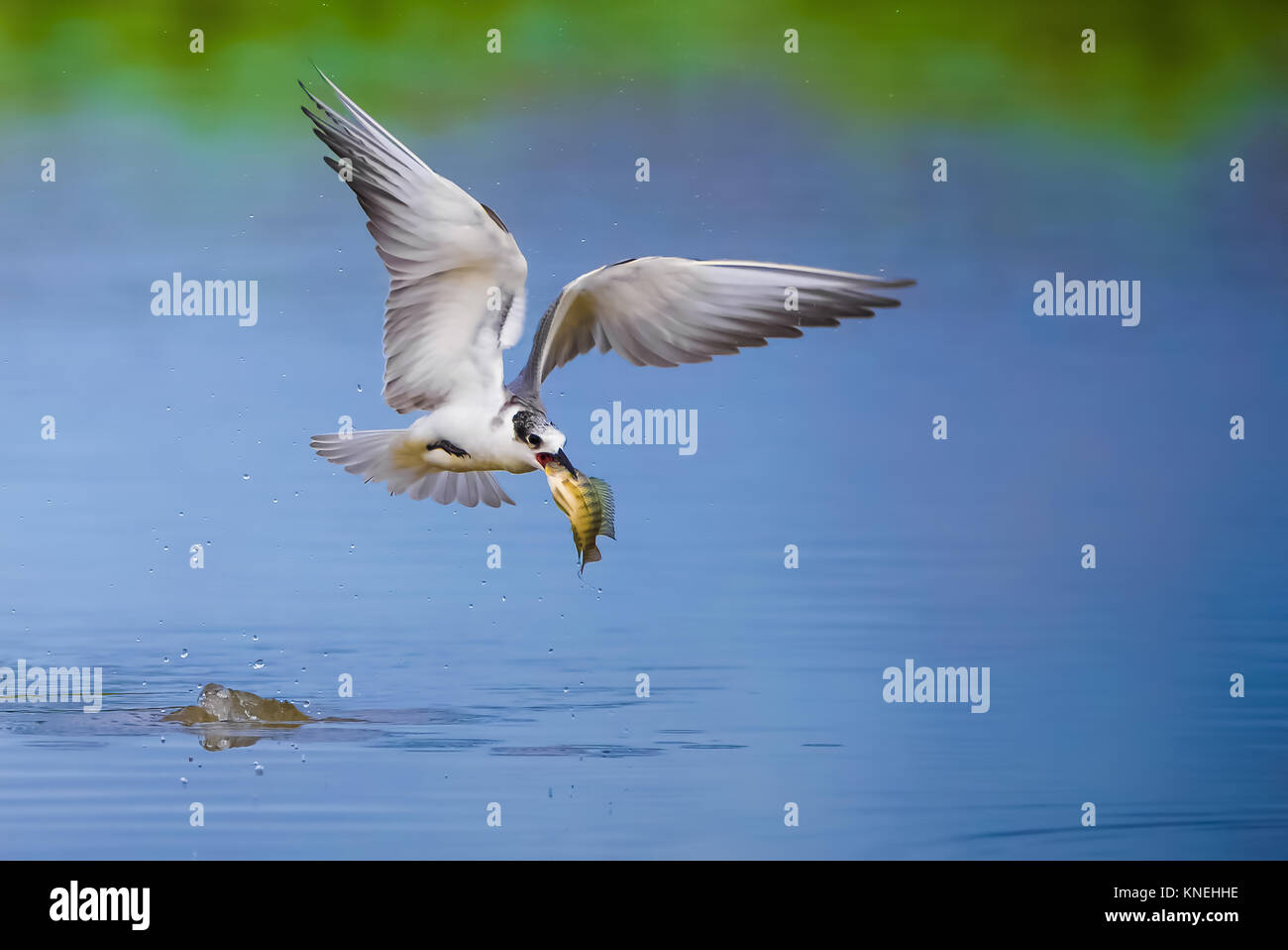 Bird catching a fish in Limboto lake, Gorontalo, Indonesia Stock Photo ...