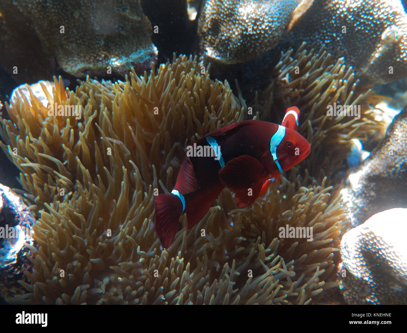 Clownfish swimming on a coral reef, Gorontalo, Indonesia Stock Photo ...