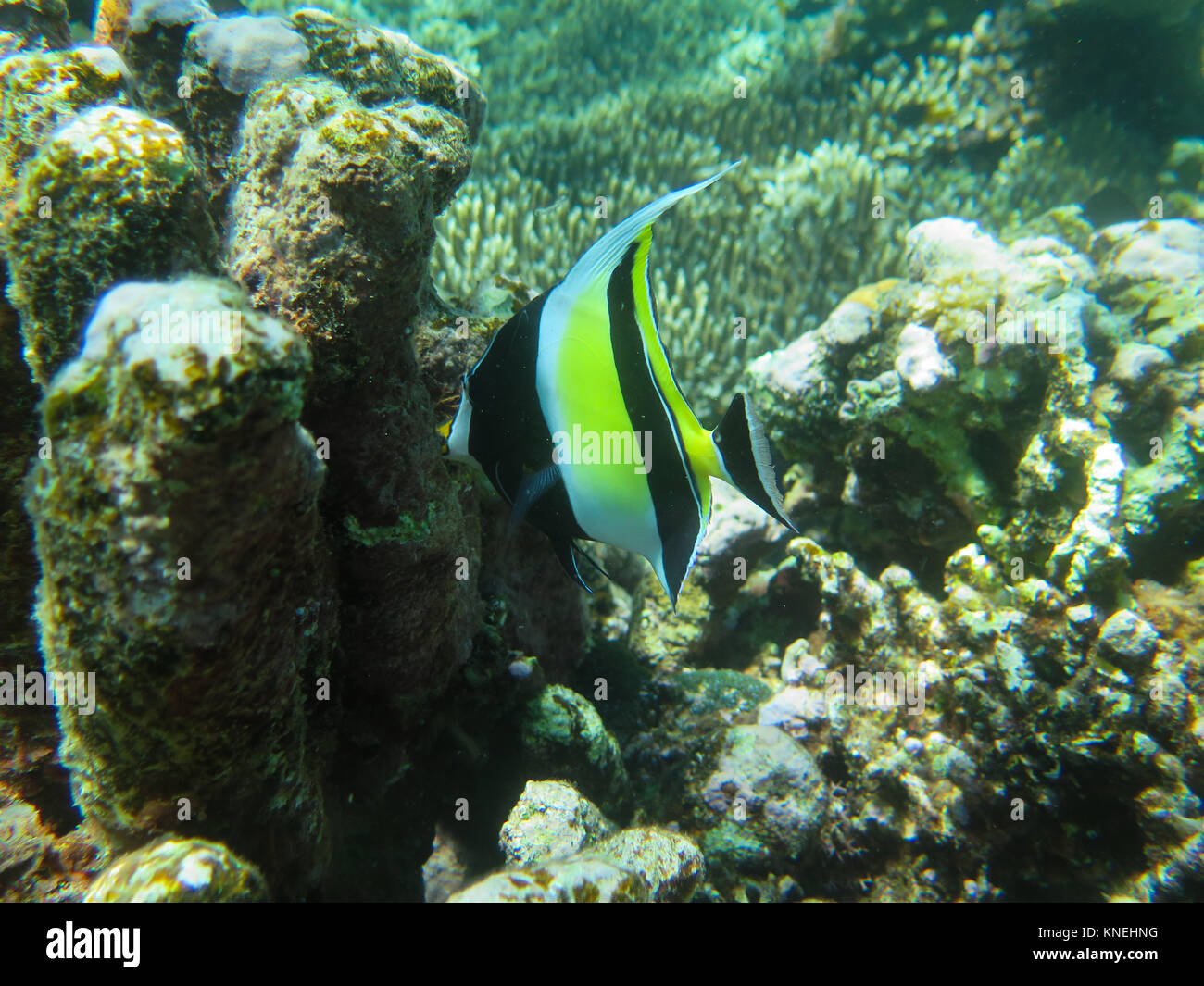 Fish swimming on a coral reef, Gorontalo, Indonesia Stock Photo - Alamy