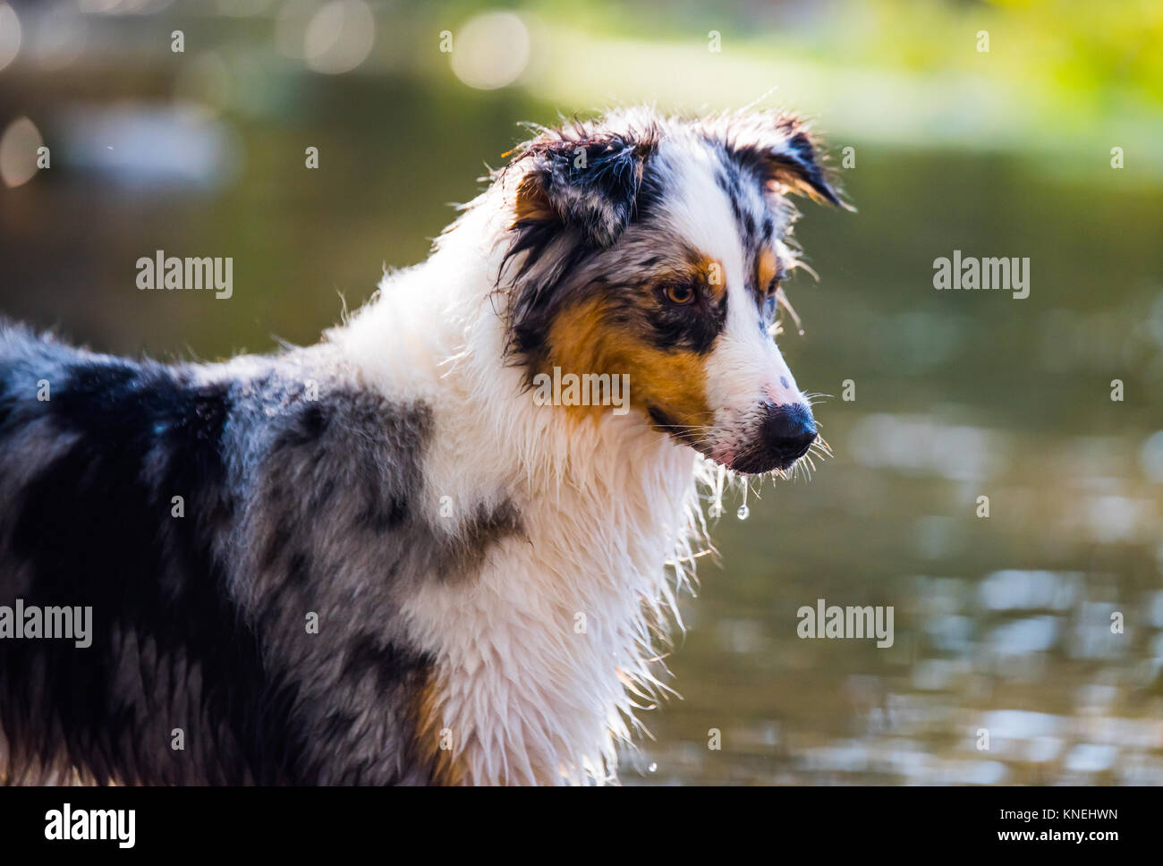 australian shepherd dog puppy water work Stock Photo - Alamy