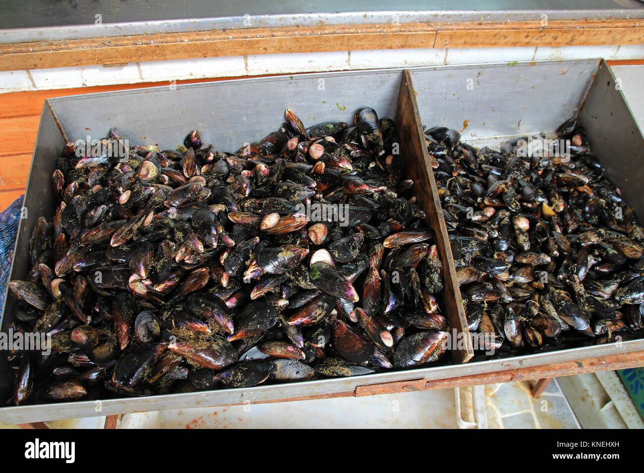 Mussels on the market in Ancud, Chiloe Island, Chile Stock Photo - Alamy