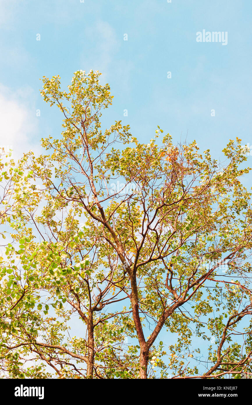 Treetop tree canopy hi-res stock photography and images - Alamy
