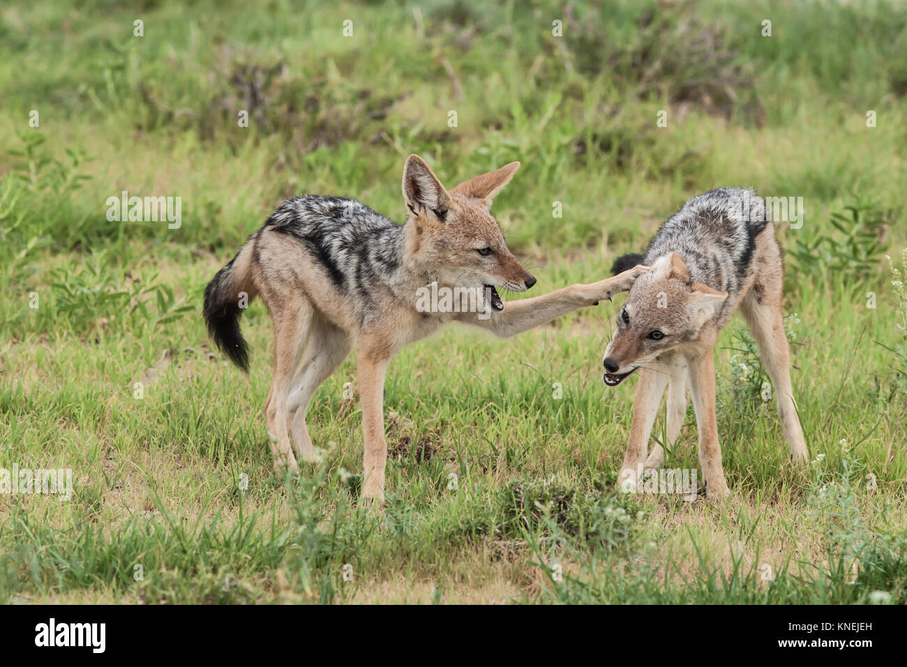 Two Black backed jackals play fighting, South Africa Stock Photo - Alamy