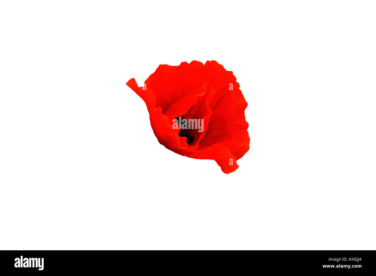 Red poppy flower isolated on white background, side view Stock Photo ...