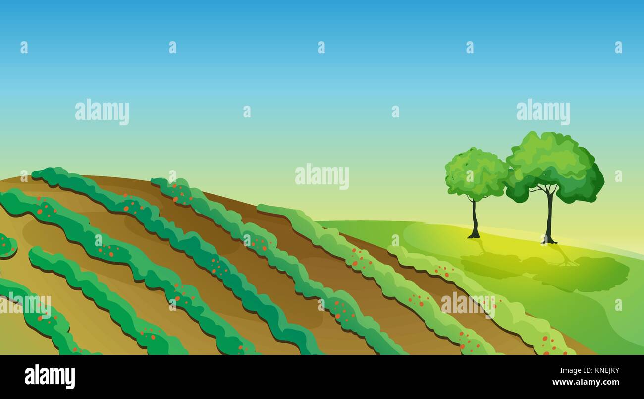 Illustration of agricultural plantation with trees Stock Vector Image ...