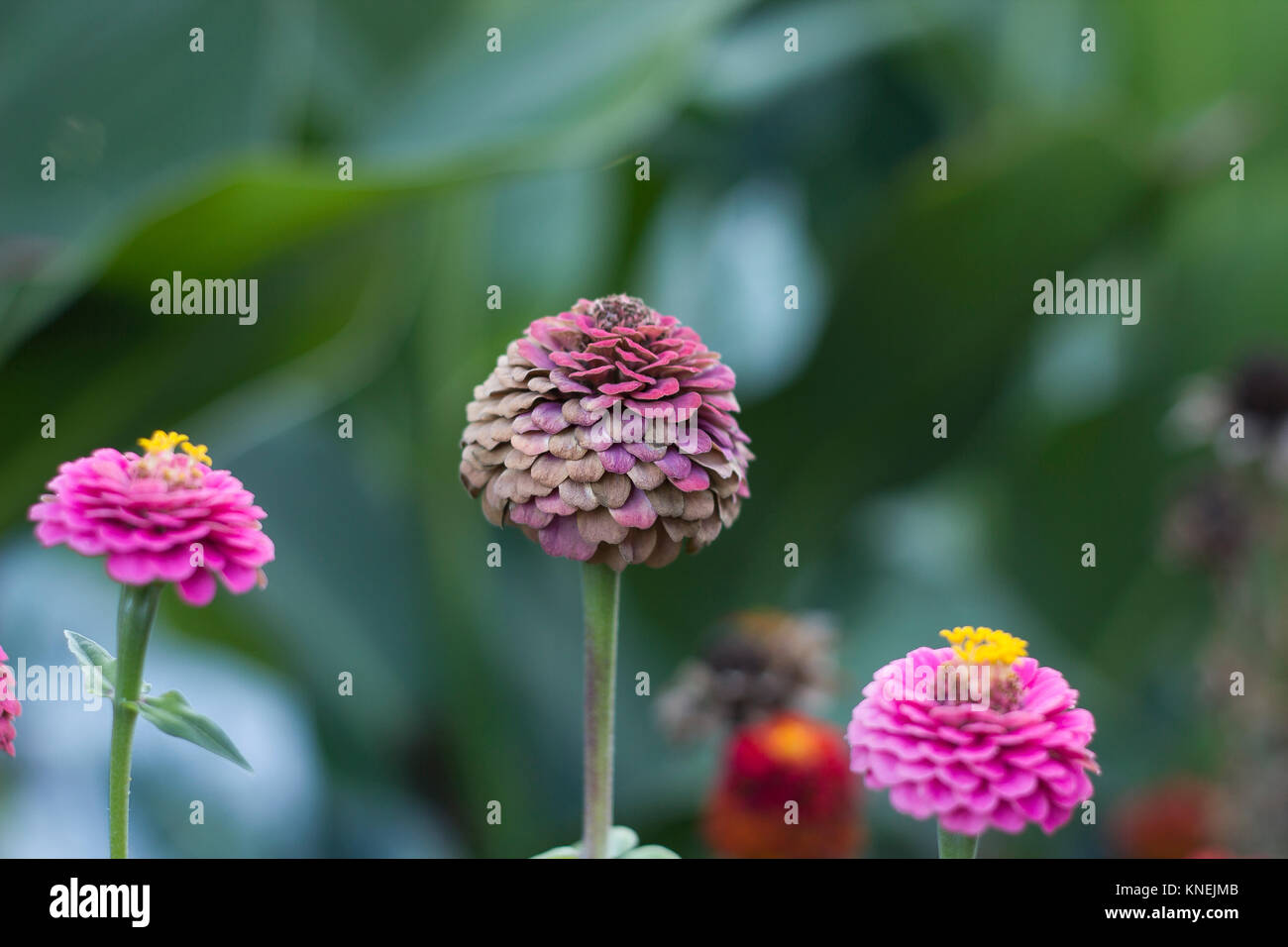 Withered pink flower Zinnia elegans in summer garden, side view Stock ...