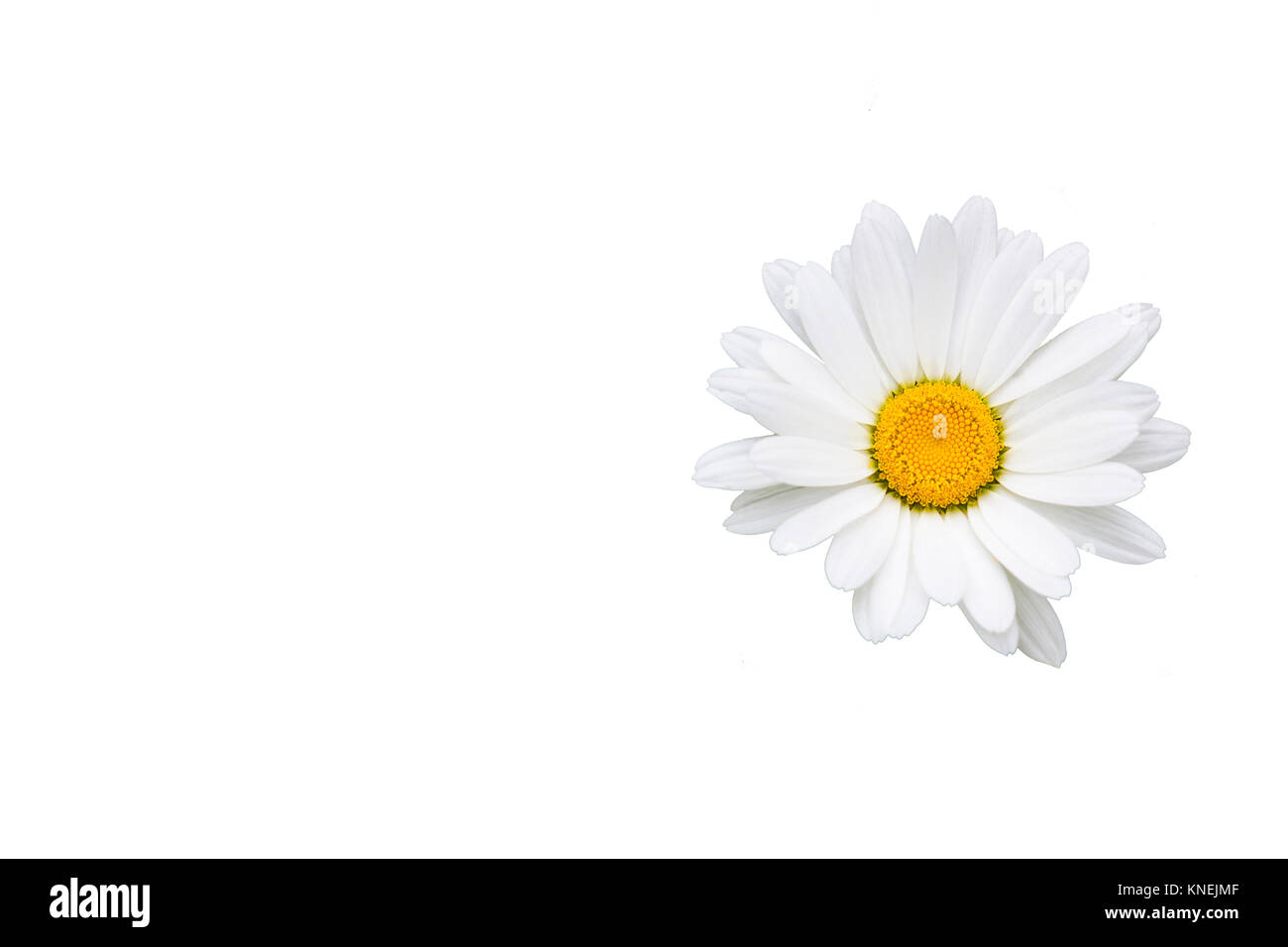 White daisy flower isolated on white background, top view Stock Photo ...