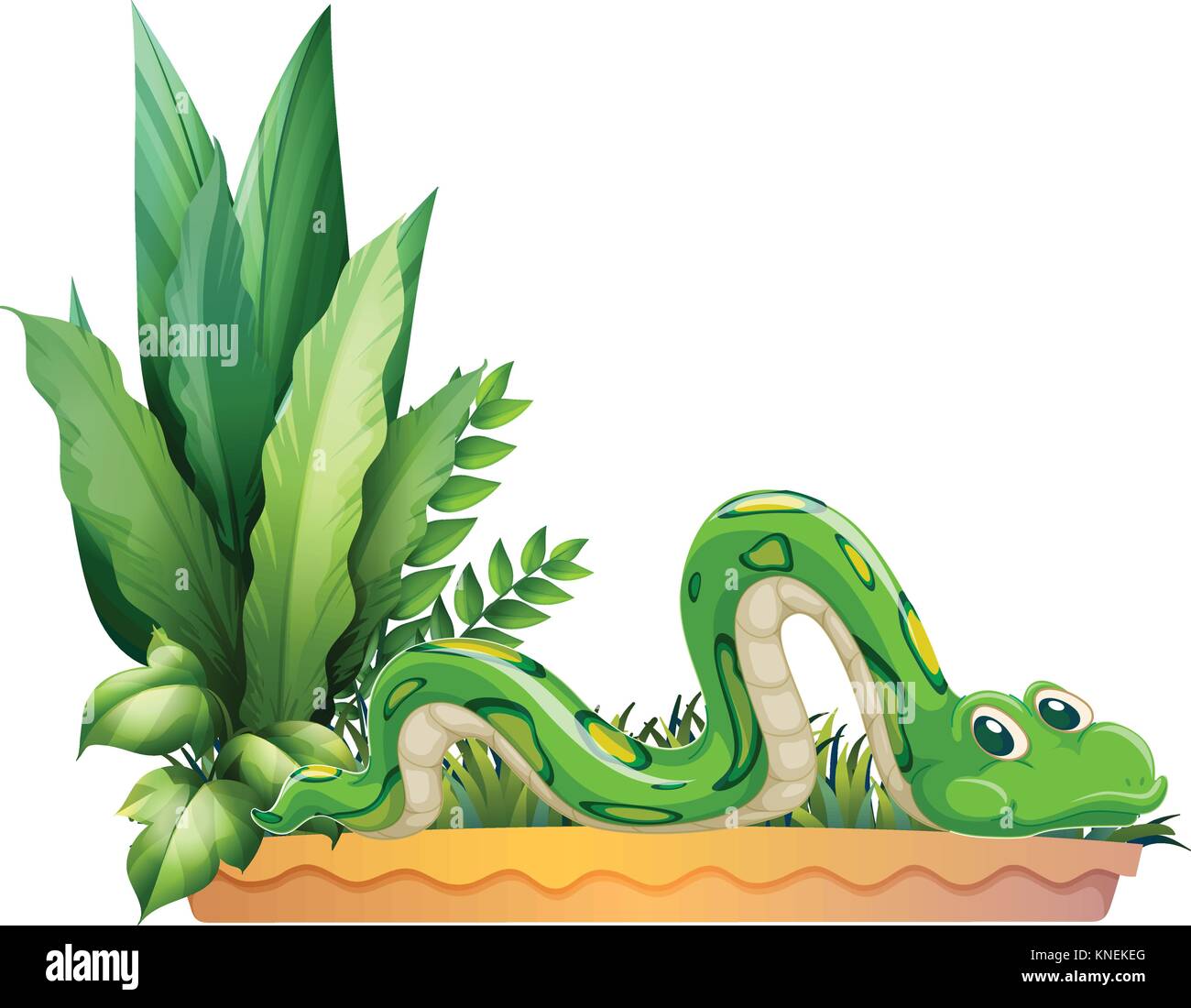 Blank boa Stock Vector Images - Alamy