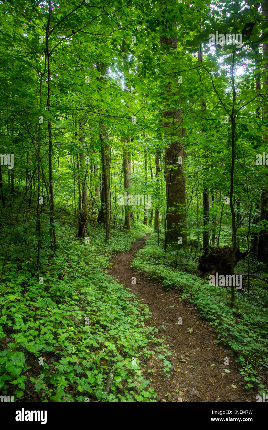 Trail passing through a green forest Stock Photo - Alamy