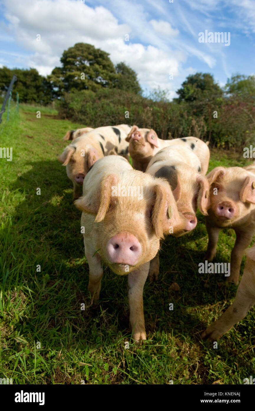 Gloucestershire old spot pig hi-res stock photography and images - Alamy