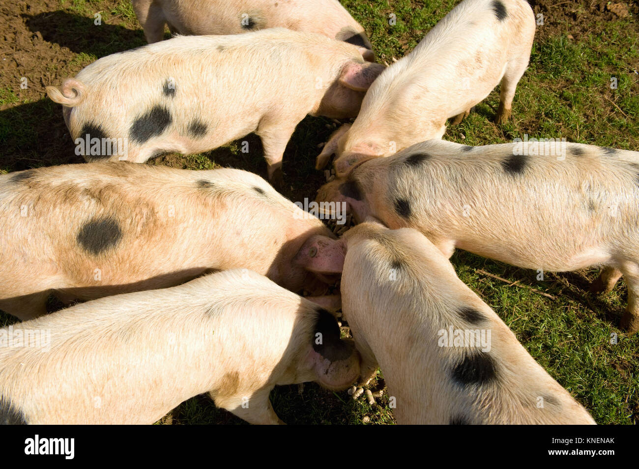 Gloucester old spot pigs huddled together eating, Cherington ...
