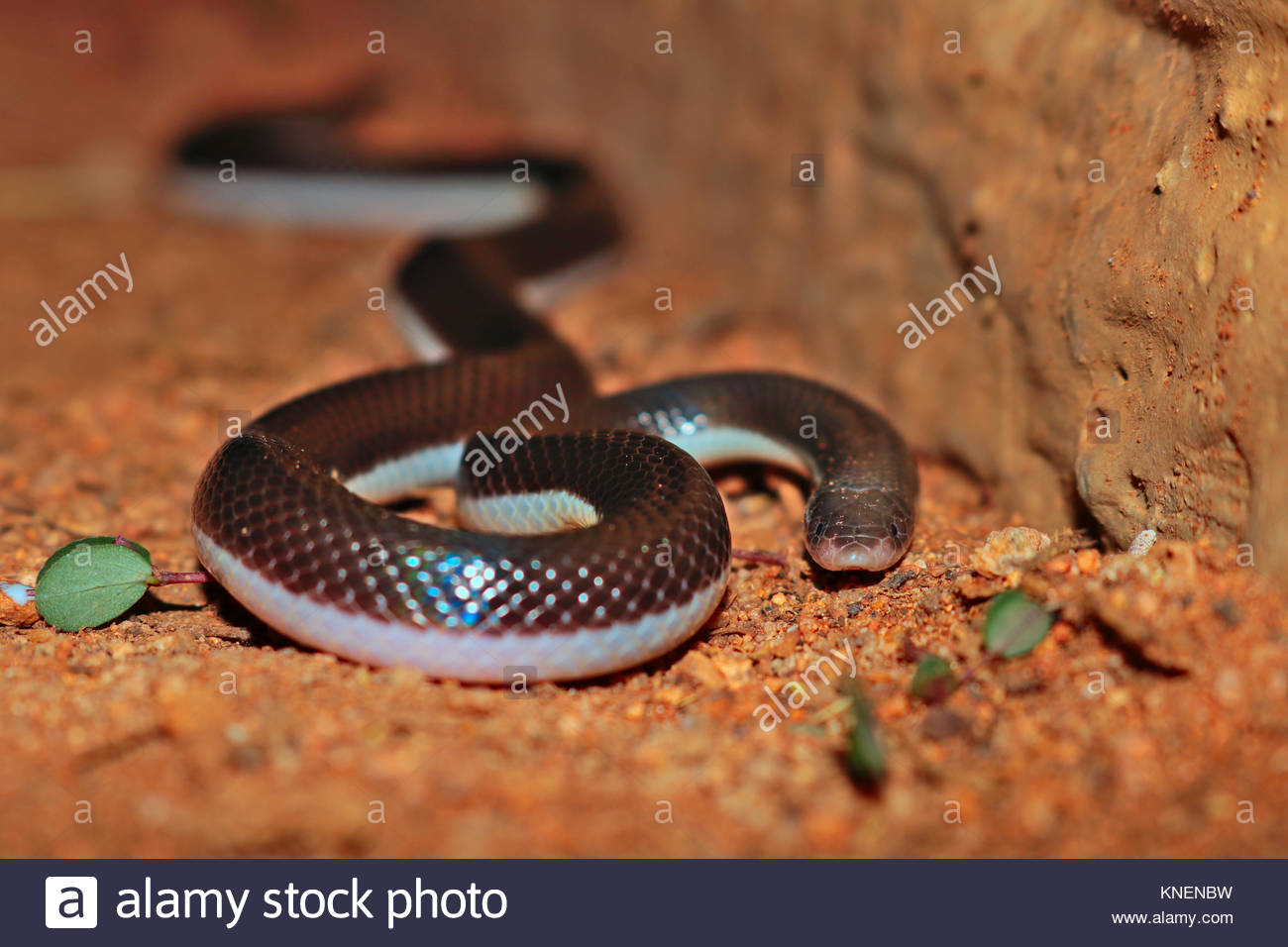 Atractaspis Stock Photos & Atractaspis Stock Images - Alamy