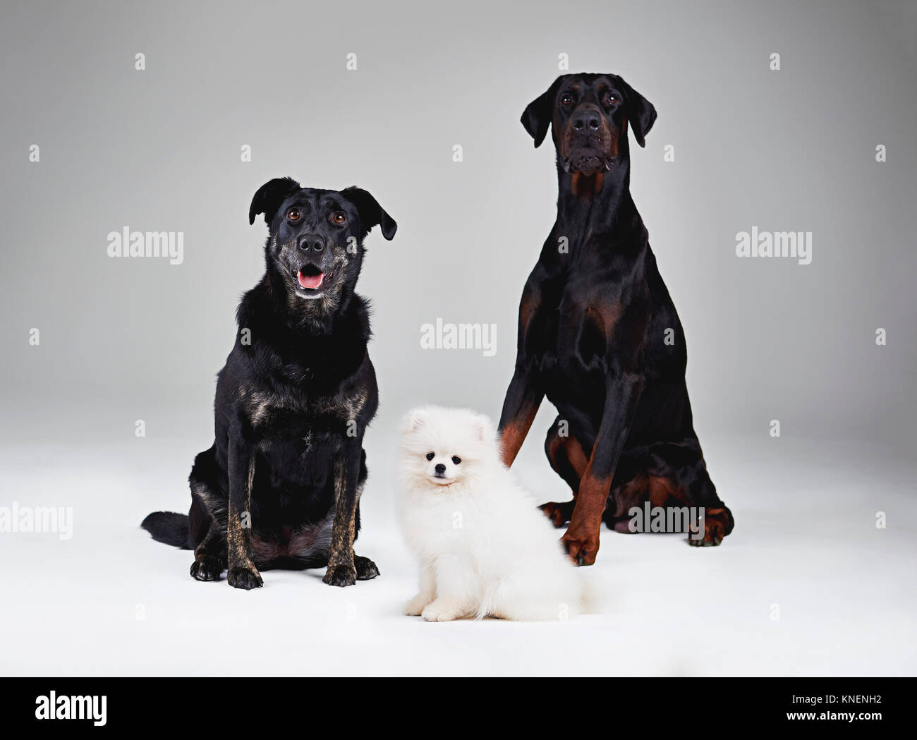 Studio portrait of three dogs Stock Photo - Alamy