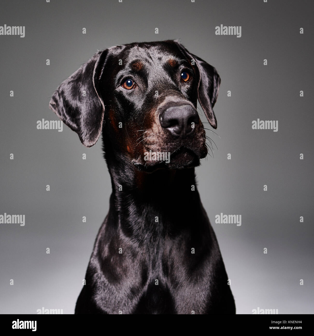 Doberman Dog High Resolution Stock Photography and Images - Alamy
