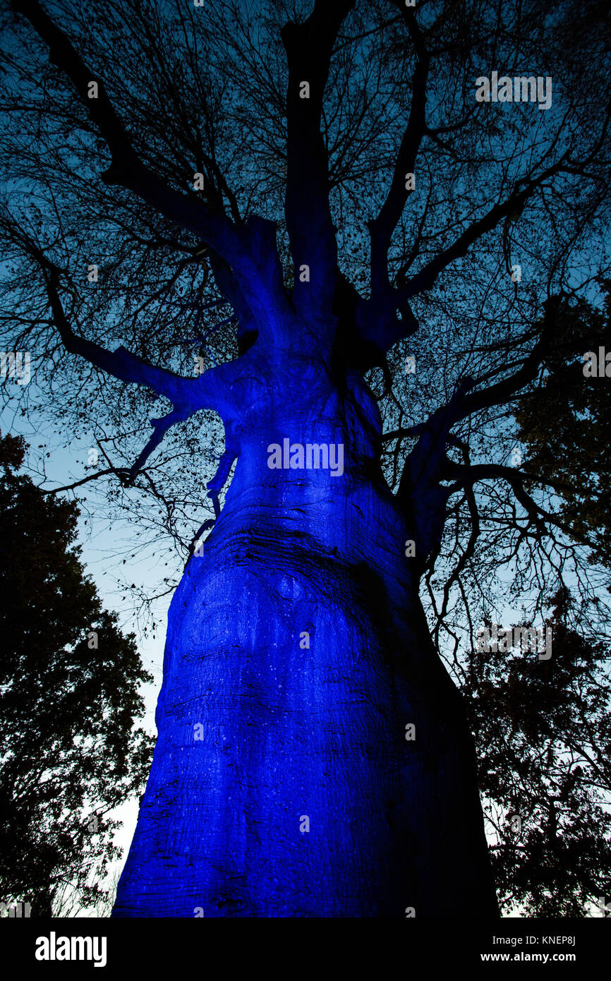 Enormous blue lit tree trunk Stock Photo - Alamy