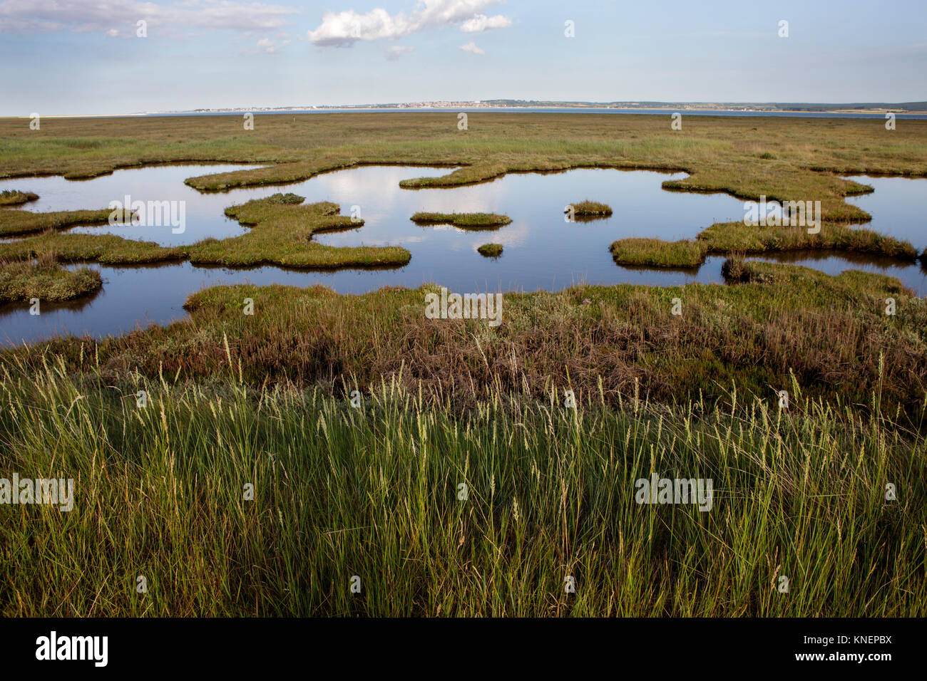 English marshland hi-res stock photography and images - Alamy