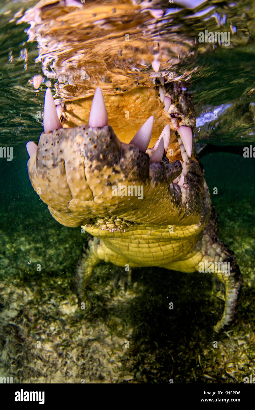 Crocodile Jaws Stock Photos & Crocodile Jaws Stock Images - Alamy