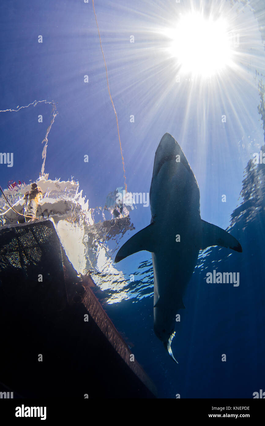 Shark under the boat hi-res stock photography and images - Alamy