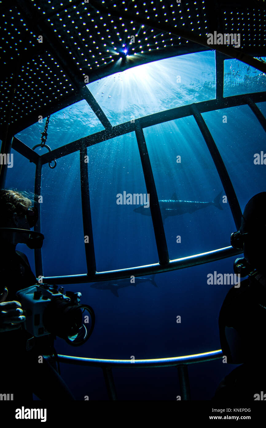 Shark cage hi-res stock photography and images - Alamy