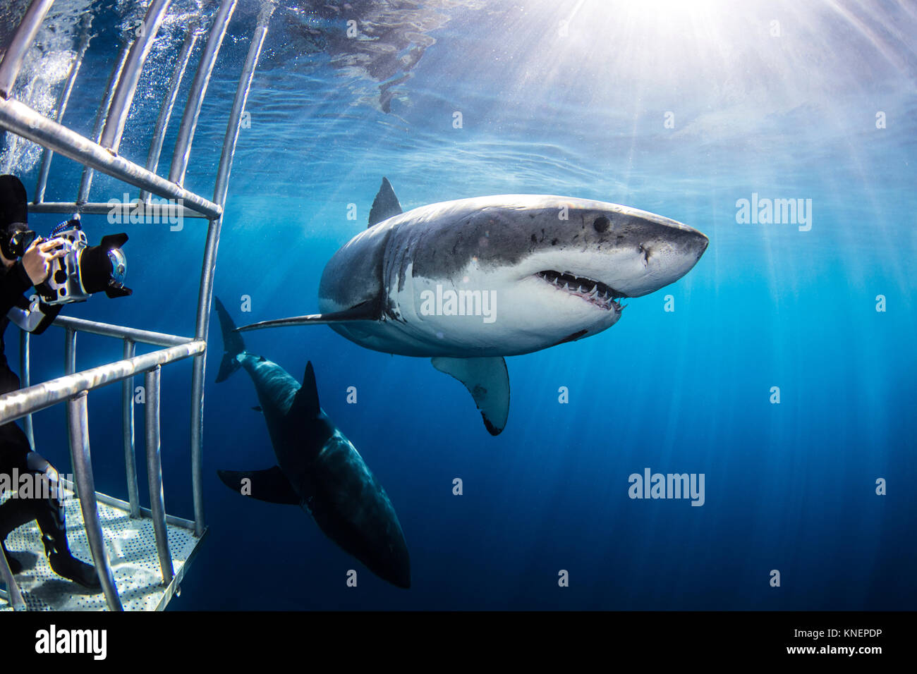 Shark cage hi-res stock photography and images - Alamy