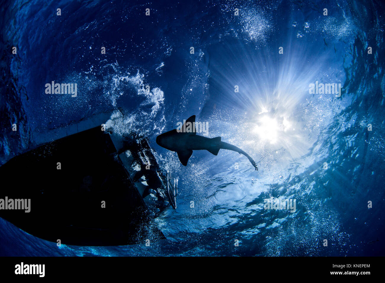 Shark under the boat hi-res stock photography and images - Alamy