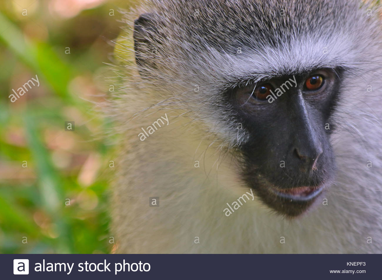 Monkey With Black Face And Ears Stock Photos & Monkey With Black Face ...