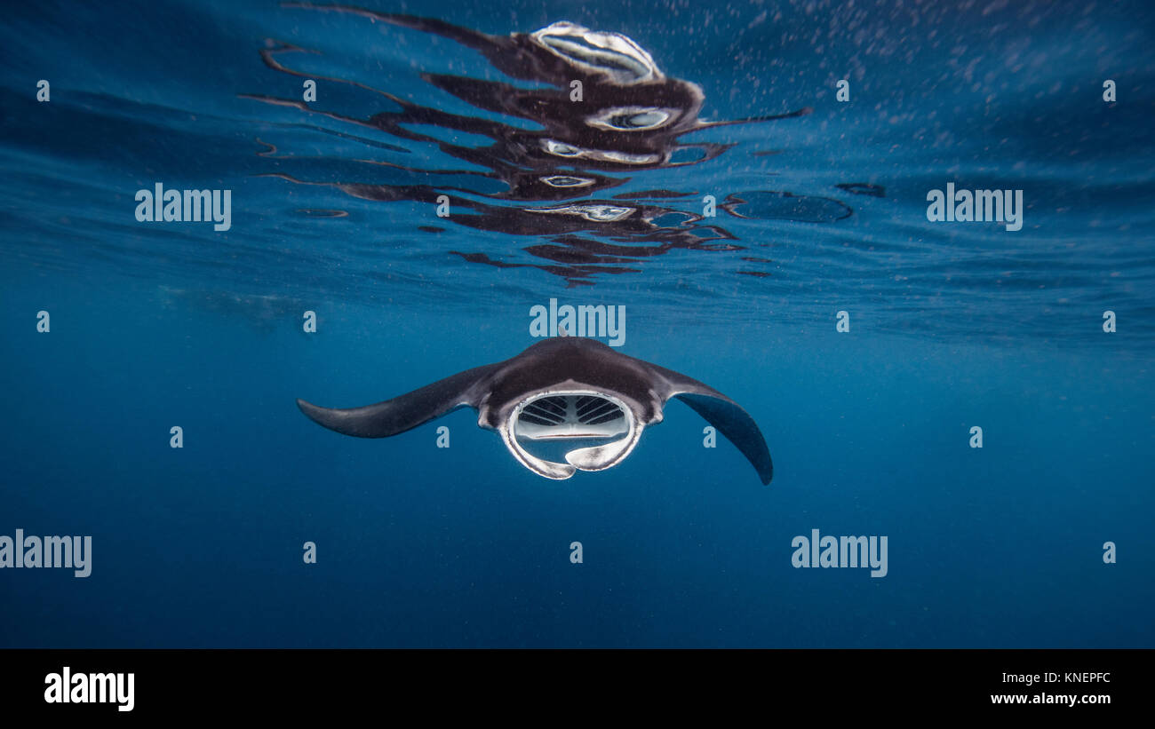 Open mouth fish out water hi-res stock photography and images - Alamy