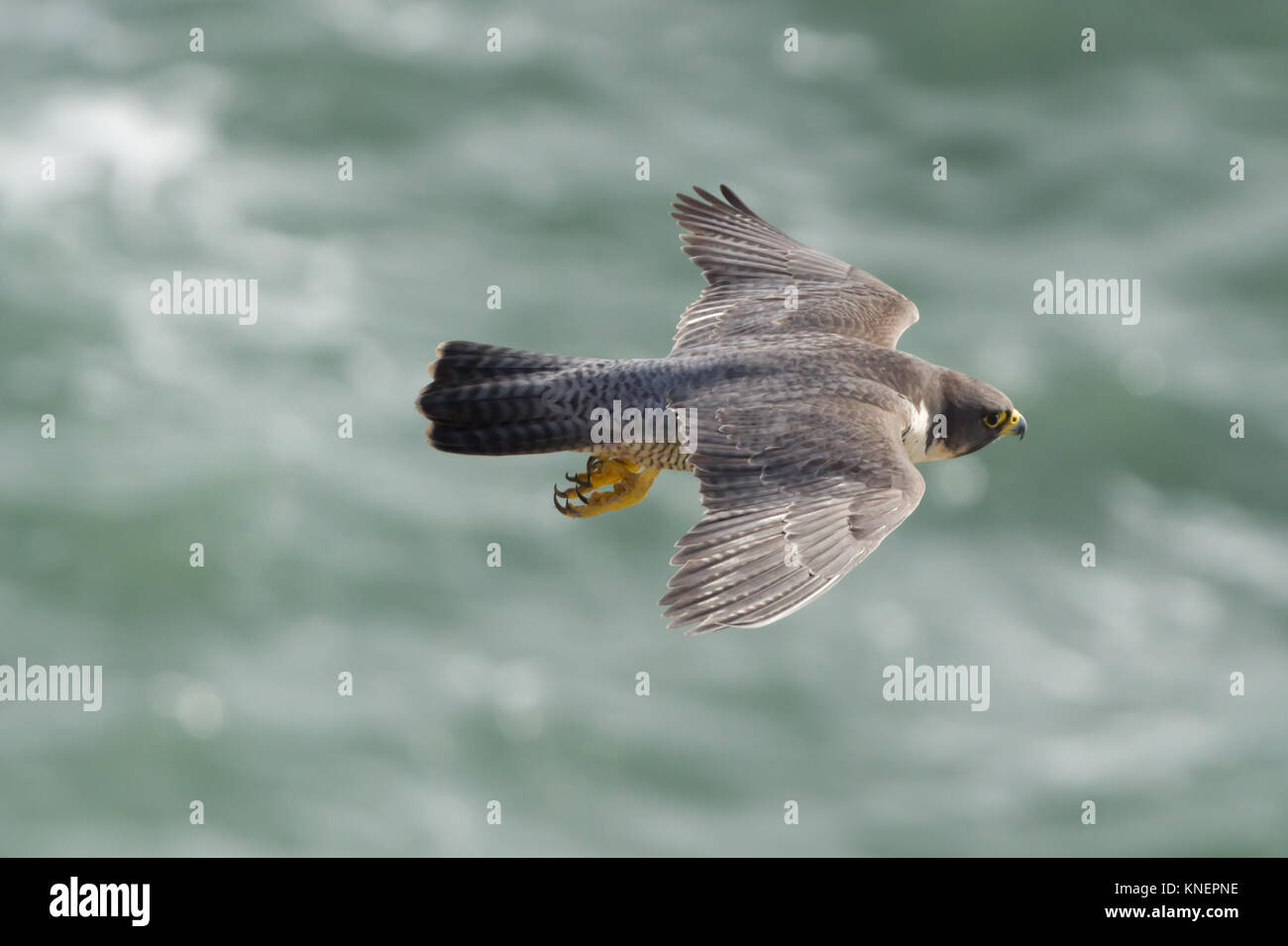 Peregrine (Falco peregrinus) in flight above the sea. Dorset, UK Stock ...