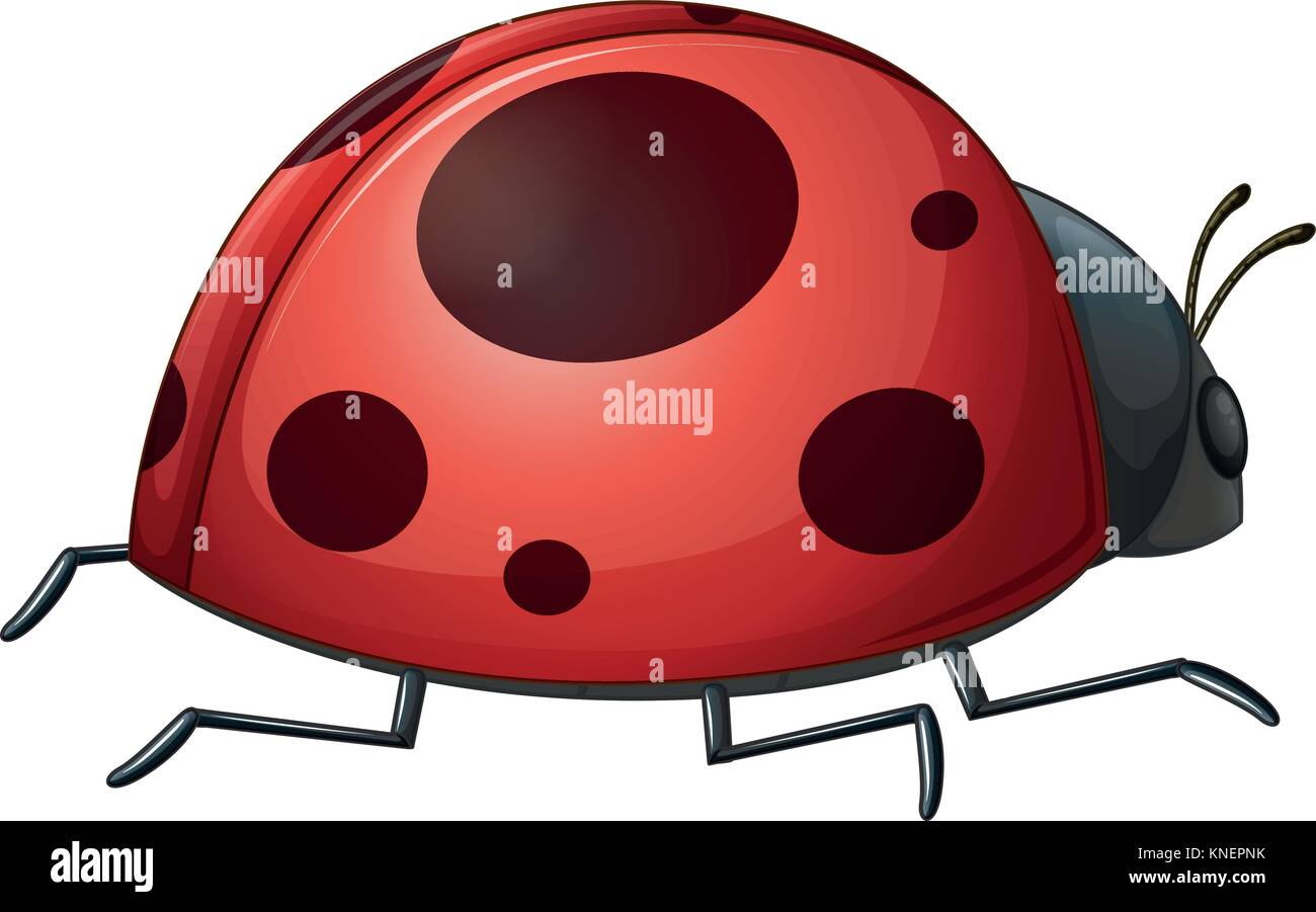 Ladybug side view Stock Vector Images - Alamy