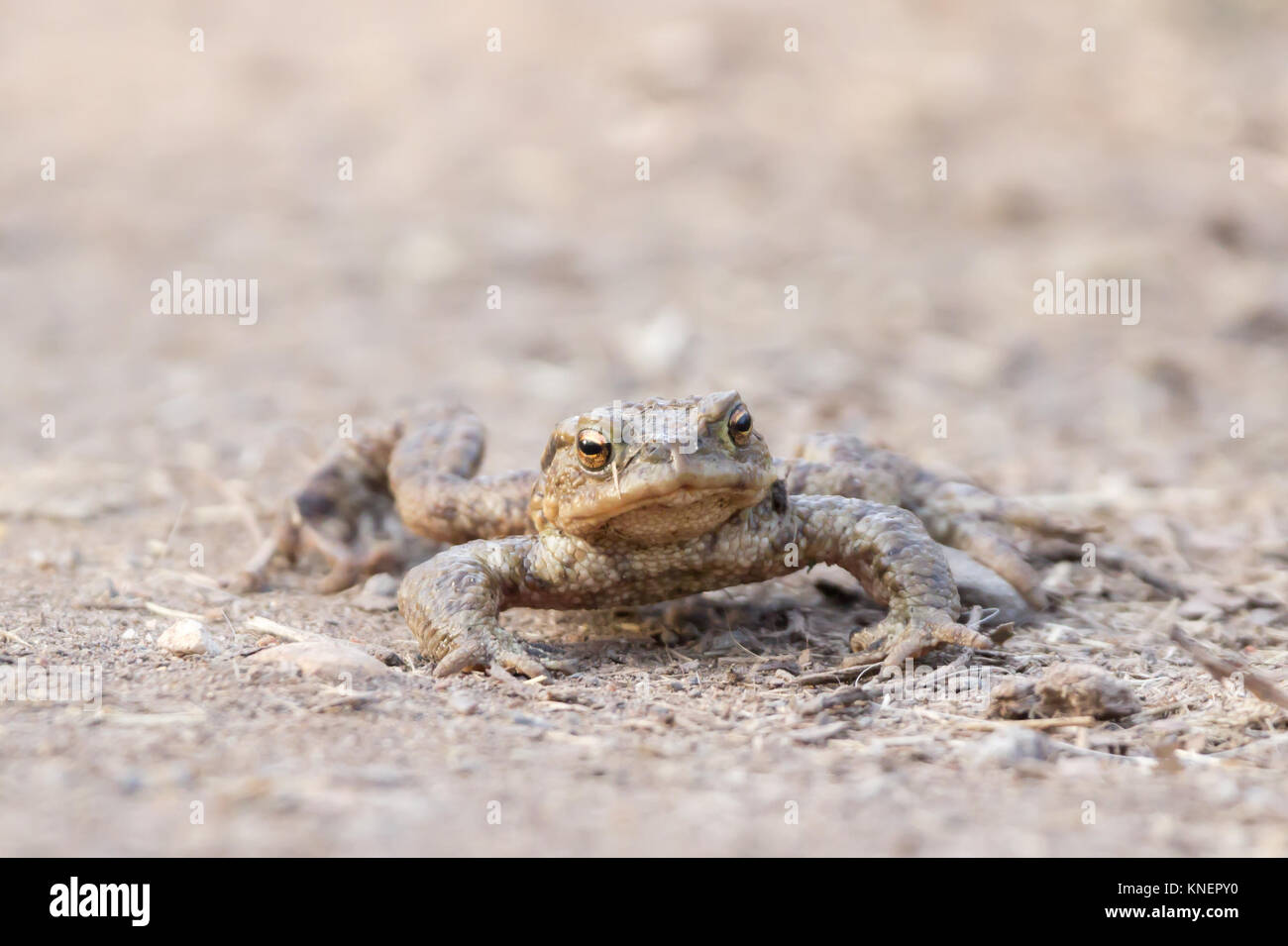 After emerging from hibernation hi-res stock photography and images - Alamy