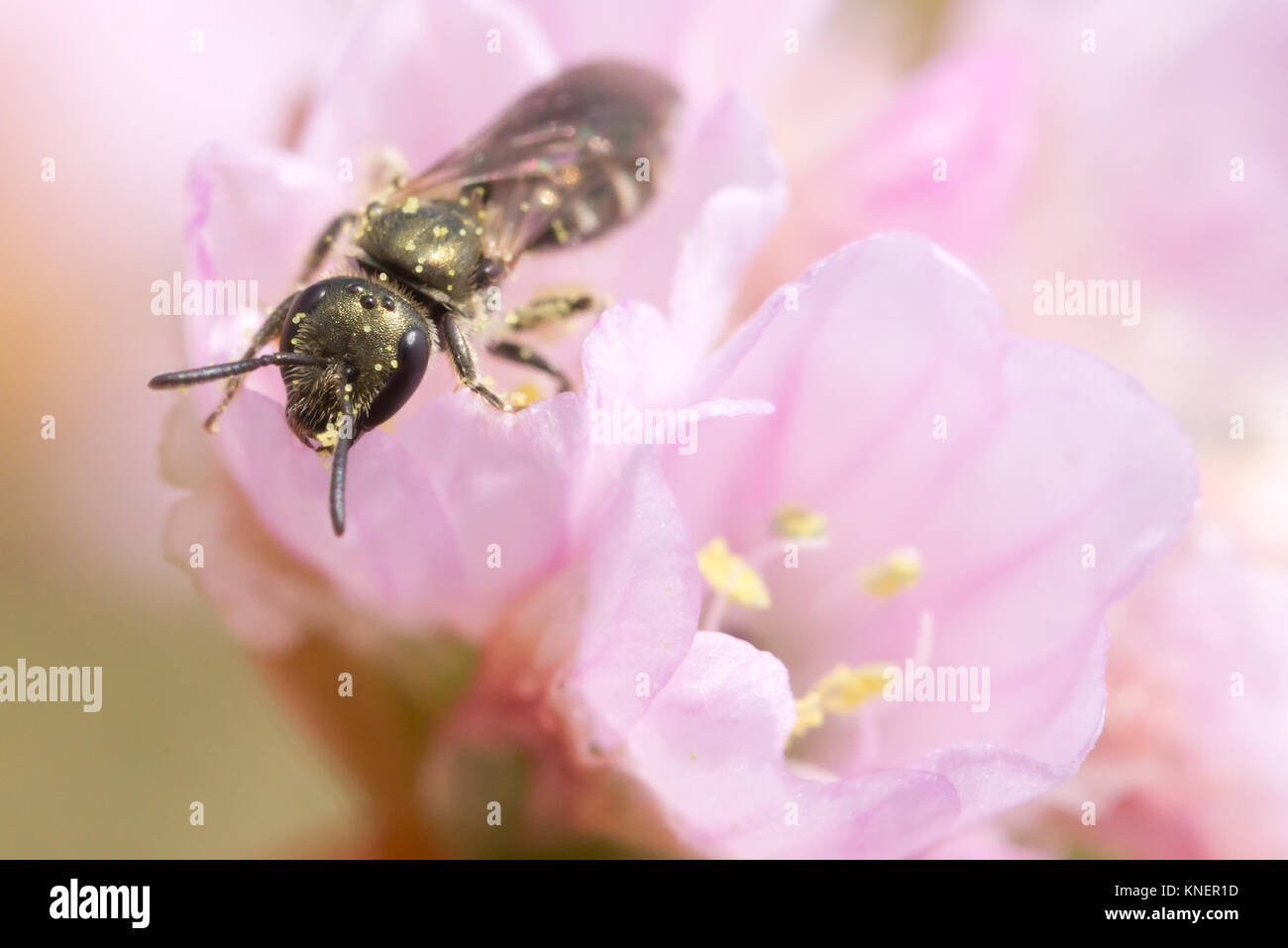 Solitary bee on thrift flower. Dorset, UK Stock Photo - Alamy