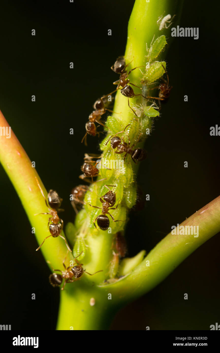 Ants collecting honeydew from aphids on chestnut sapling. Surrey, UK ...