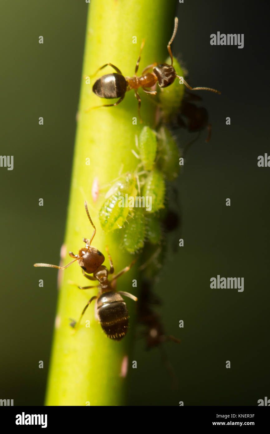 Ants collecting honeydew from aphids on chestnut sapling. Surrey, UK ...