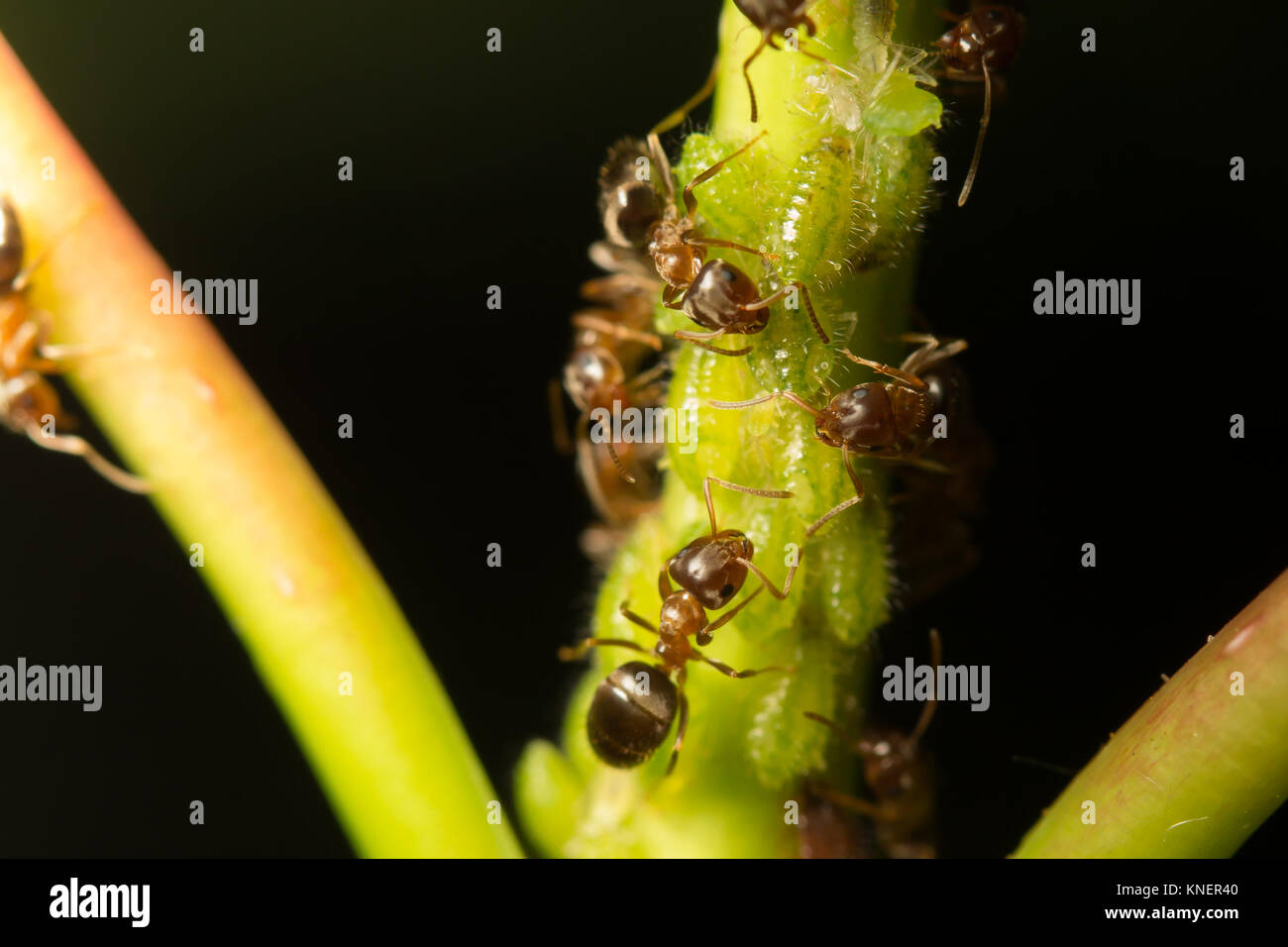 Ants Farming Aphids Stock Photos & Ants Farming Aphids Stock Images - Alamy