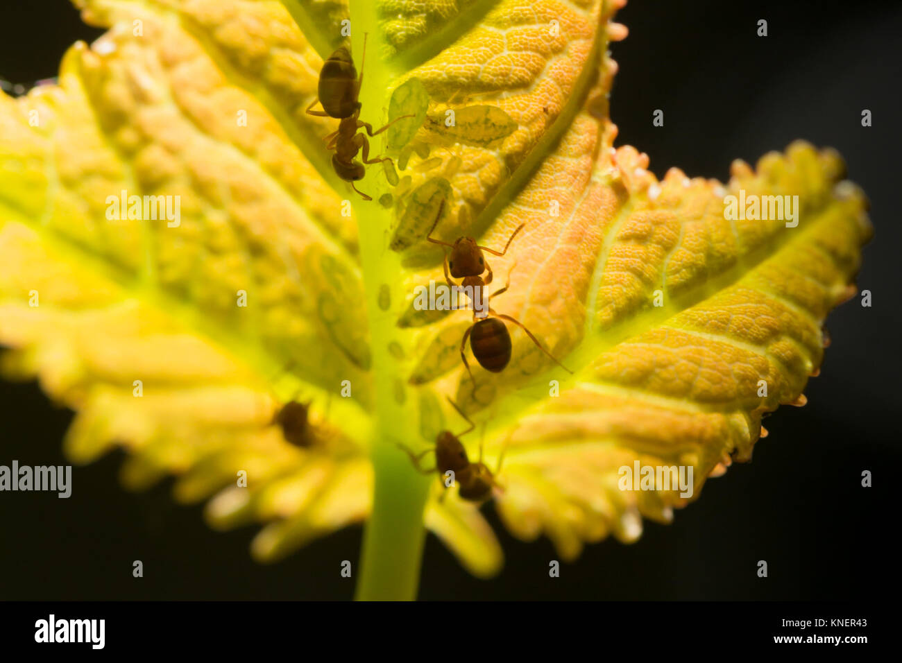 Ants collecting honeydew from aphids on chestnut sapling. Surrey, UK ...