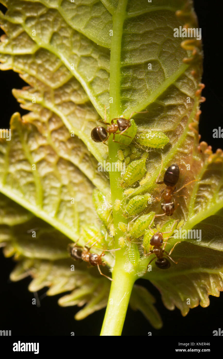 Ants collecting honeydew from aphids on chestnut sapling. Surrey, UK ...