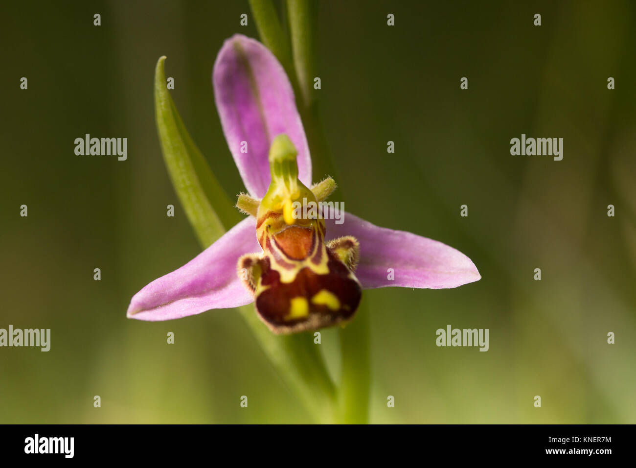 Bee orchid (Ophrys apifera). Surrey, UK Stock Photo - Alamy