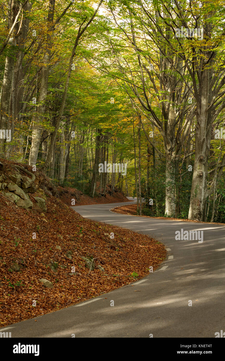 Tree lined road in Autumn, Montseny, Catalonia, Spain, Europe Stock ...
