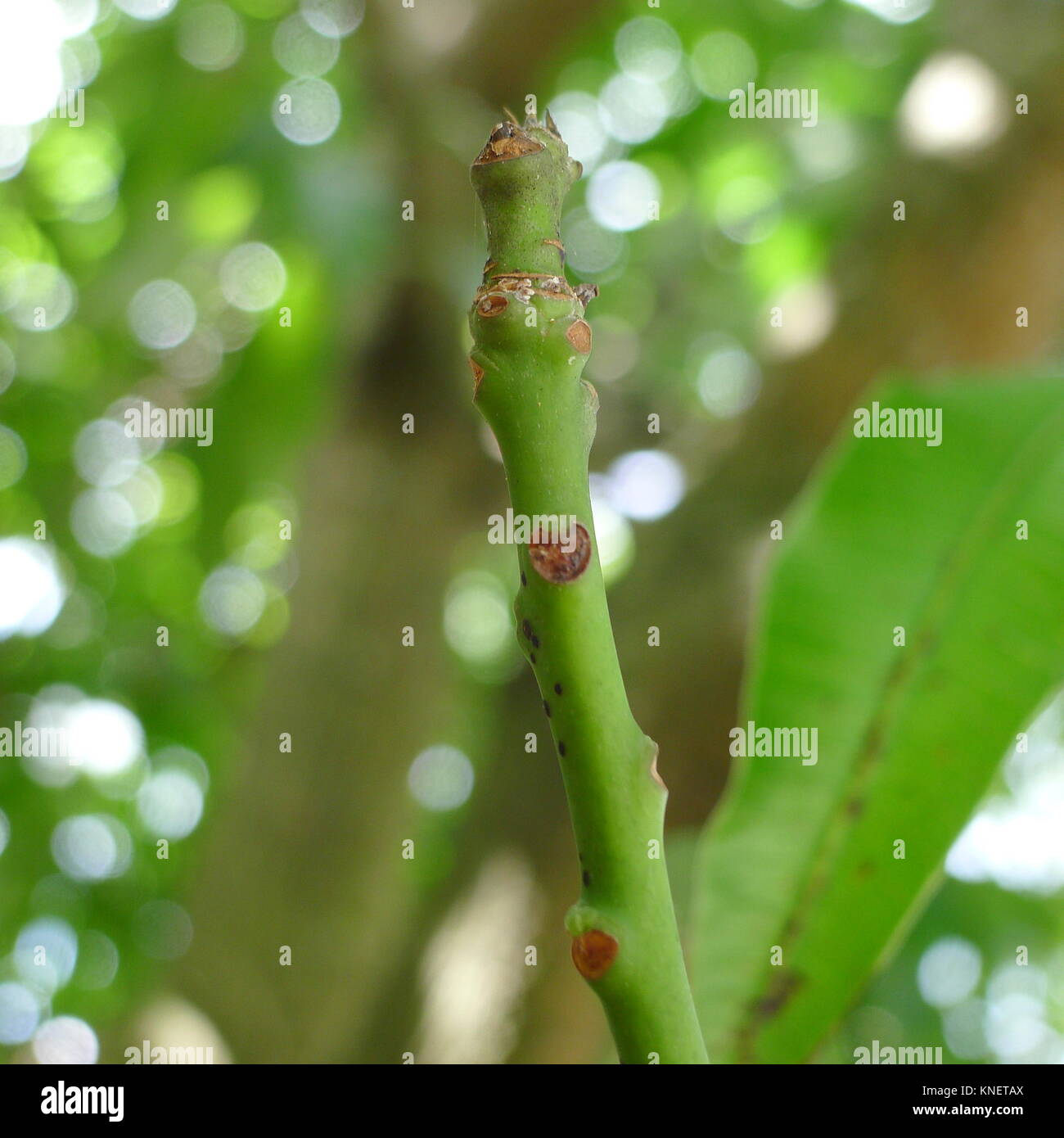 close up photo of a mango tree Stock Photo - Alamy