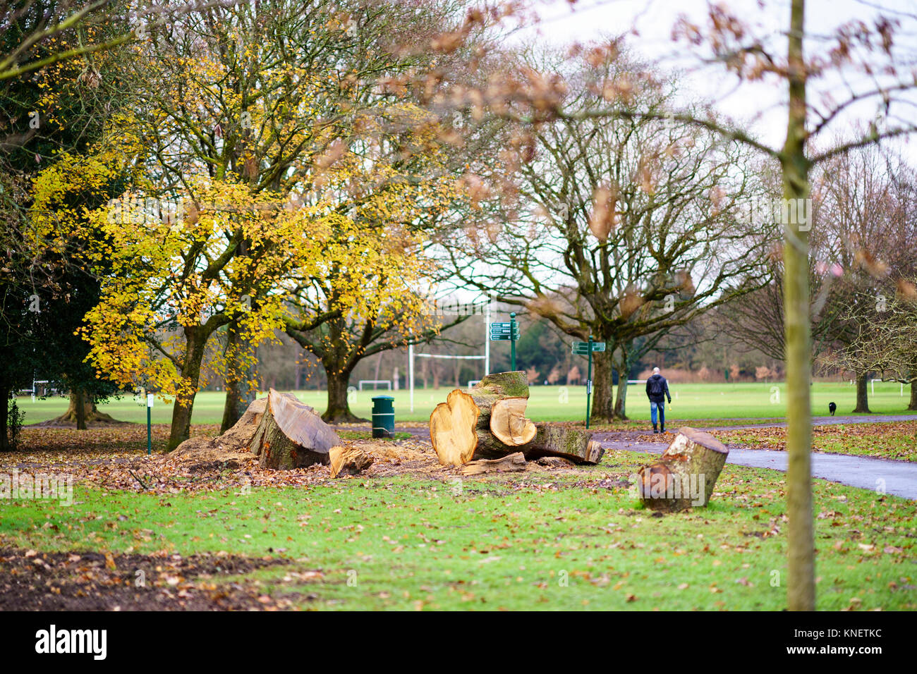 Walking the late Autumn Bute Park, Cadiff, Wales Stock Photo - Alamy