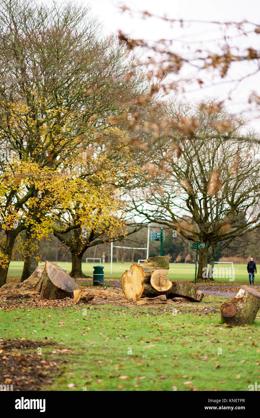 Bute park arboretum hi-res stock photography and images - Alamy