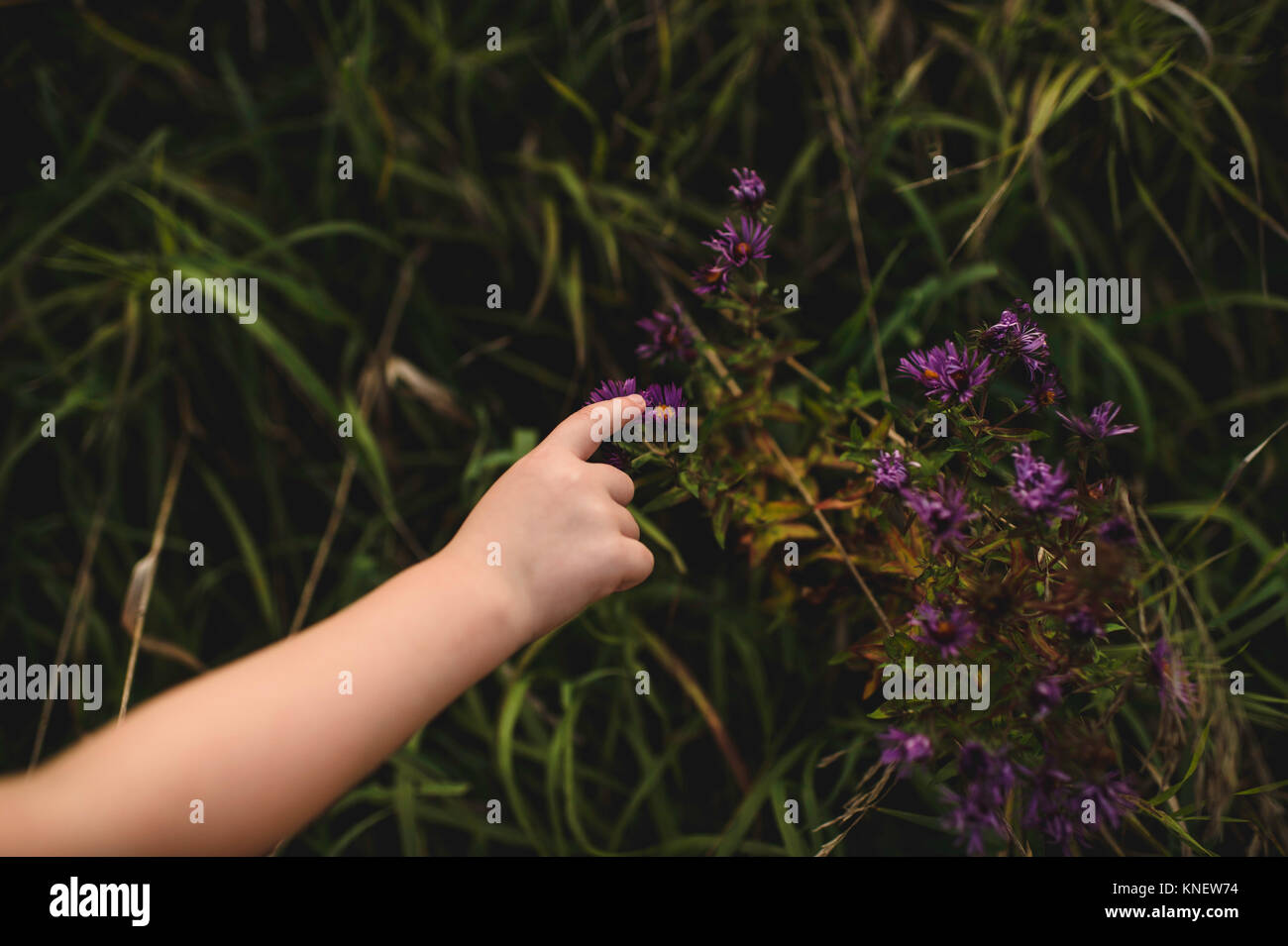 Cropped view of girls hand pointing at flower Stock Photo - Alamy