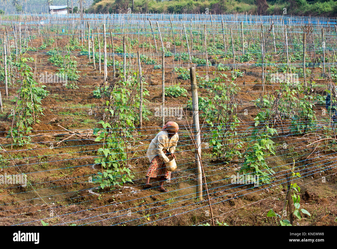 Cowpea farming in kerala hi-res stock photography and images - Alamy