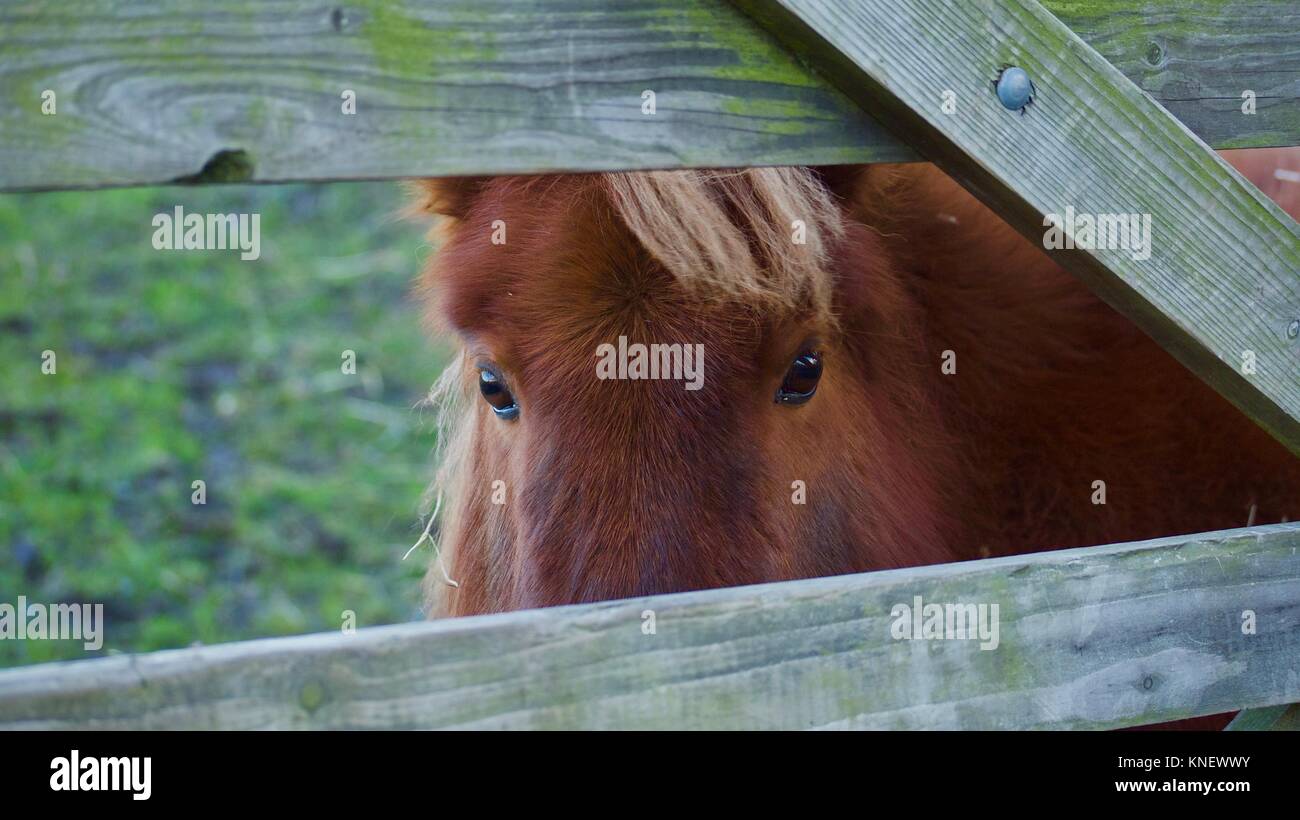 Chestnut Shetland pony looking through a gate near Eldwick, West ...