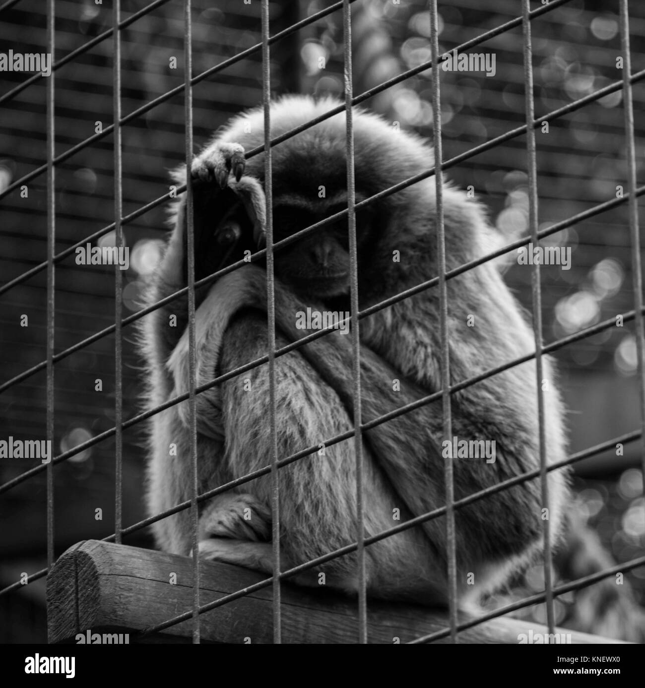 Caged Animals Stock Photos & Caged Animals Stock Images - Alamy